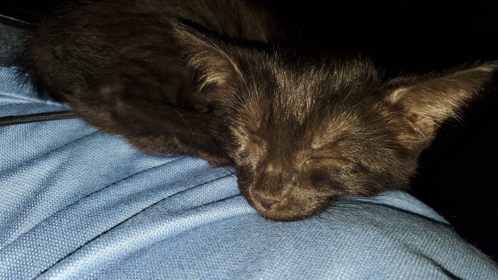 2 kittens for Sale - Pet Bazaar